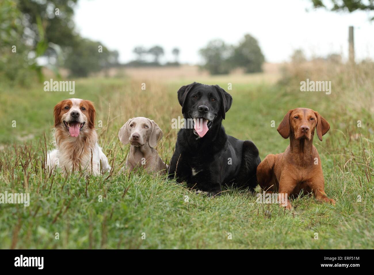 Old dogs group hi-res stock photography and images - Alamy