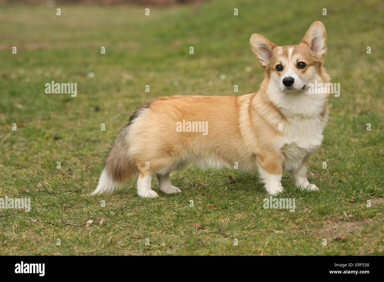 Corgi dogs hi-res stock photography and images - Alamy