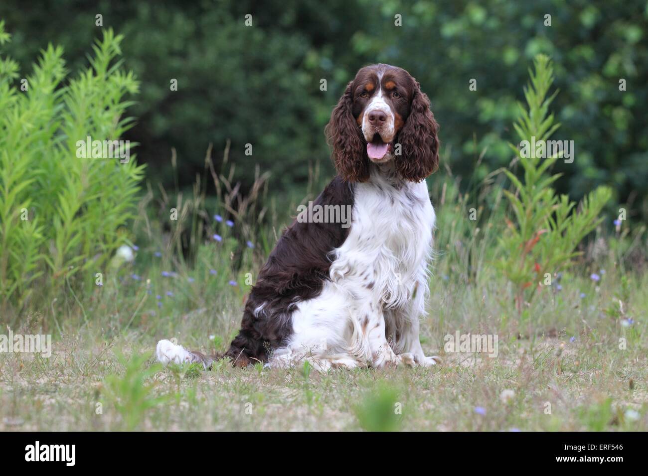sitting English Springer Spaniel Stock Photo - Alamy