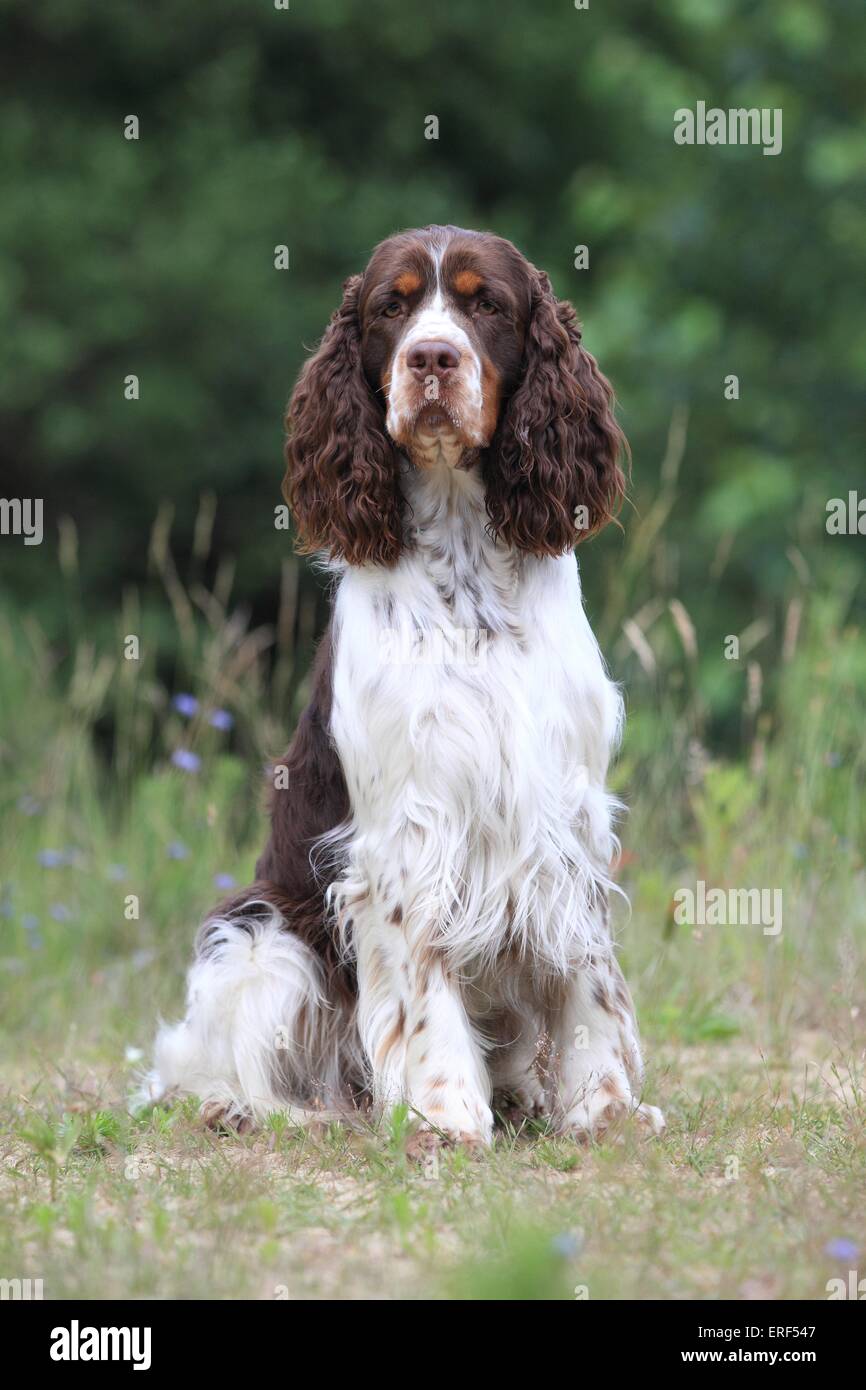 sitting English Springer Spaniel Stock Photo - Alamy