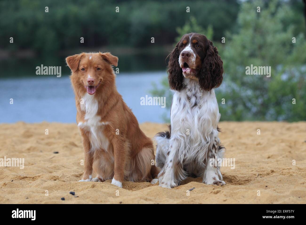 Flushing dogs hi-res stock photography and images - Alamy