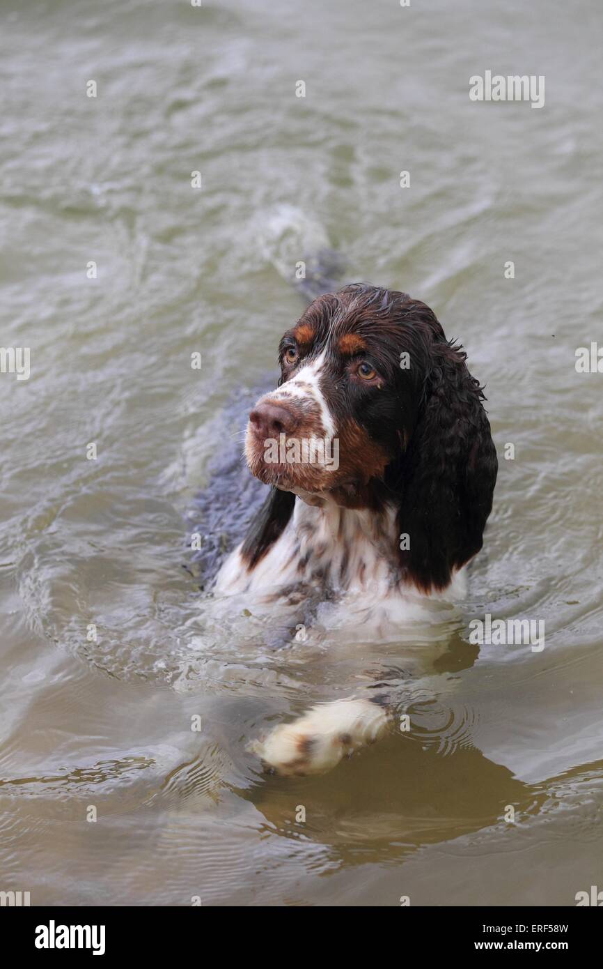 swimming English Springer Spaniel Stock Photo - Alamy