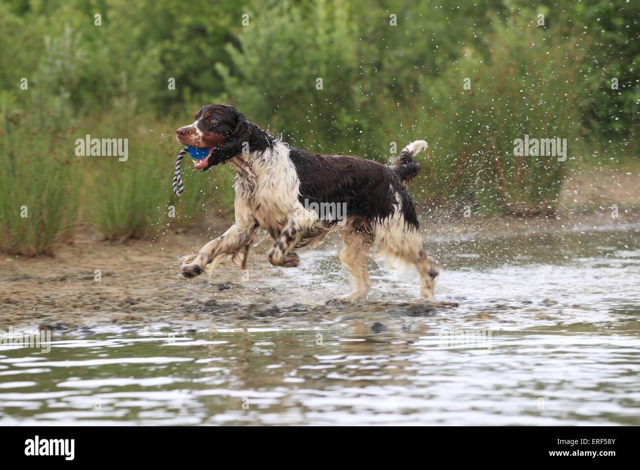 Dog muzzle springer hi-res stock photography and images - Alamy