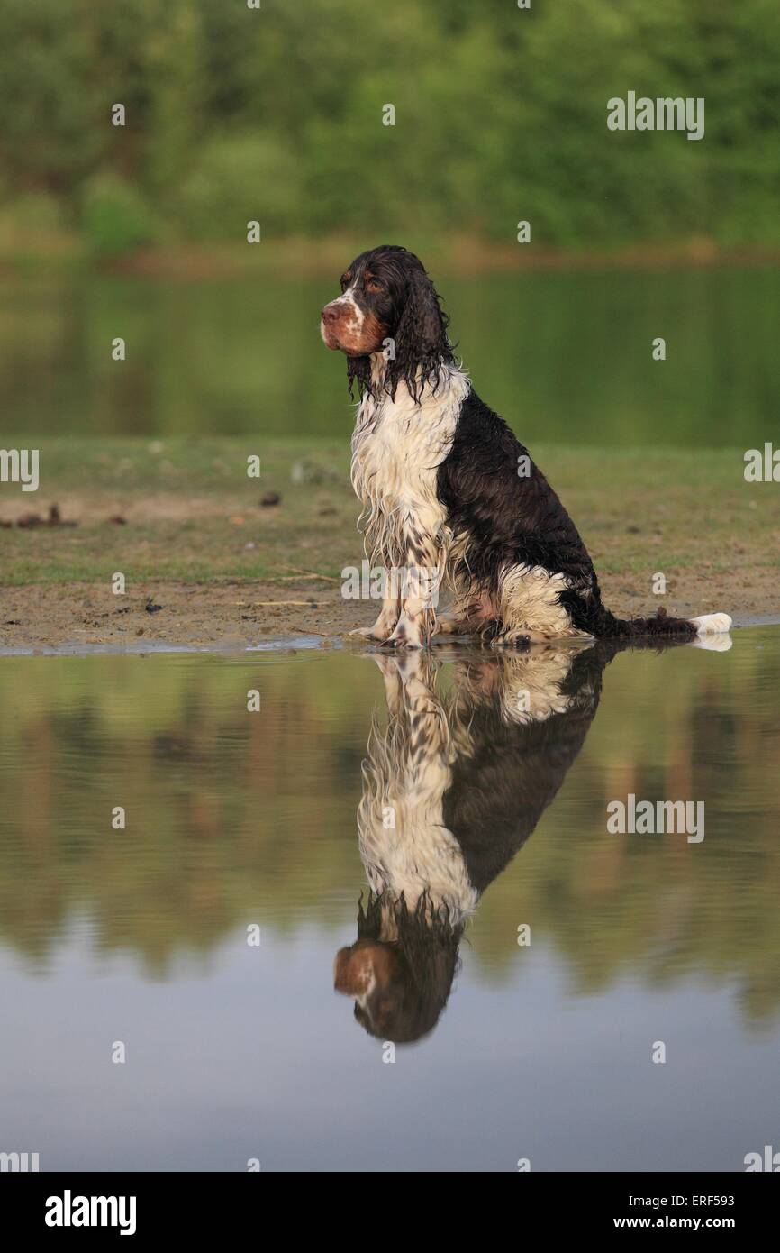 Wet springer spaniel dog hi-res stock photography and images - Alamy