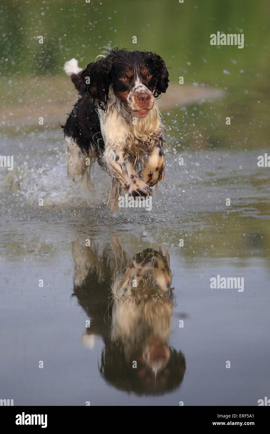 running English Springer Spaniel Stock Photo - Alamy