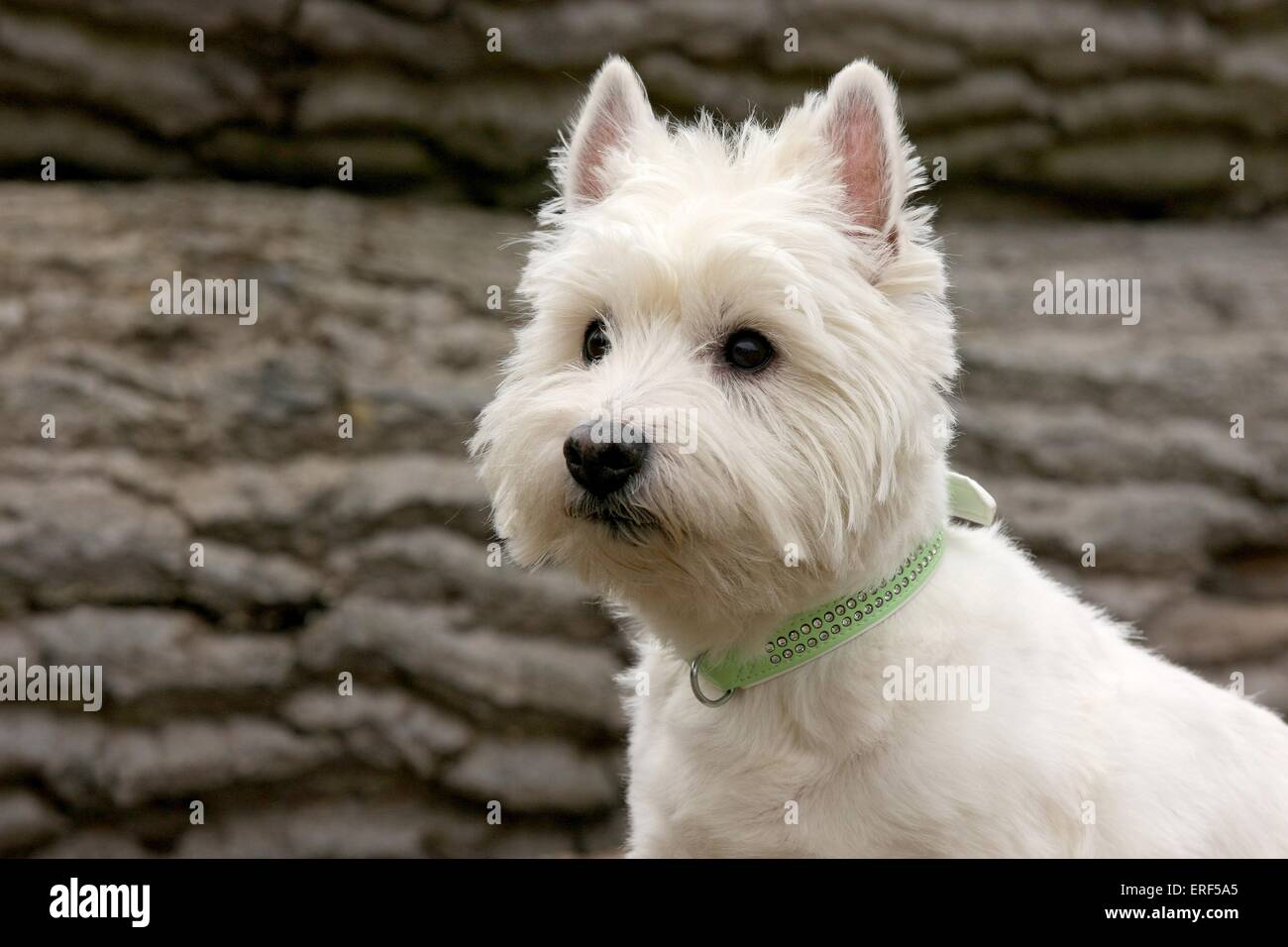 West Highland White Terrier Portrait Stock Photo - Alamy