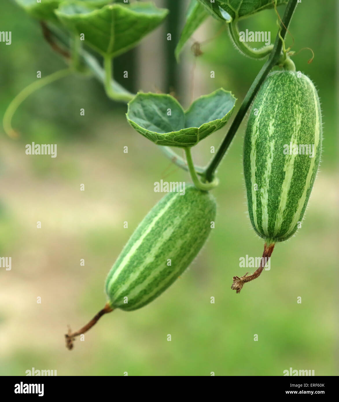 Pointed gourd hi-res stock photography and images - Alamy