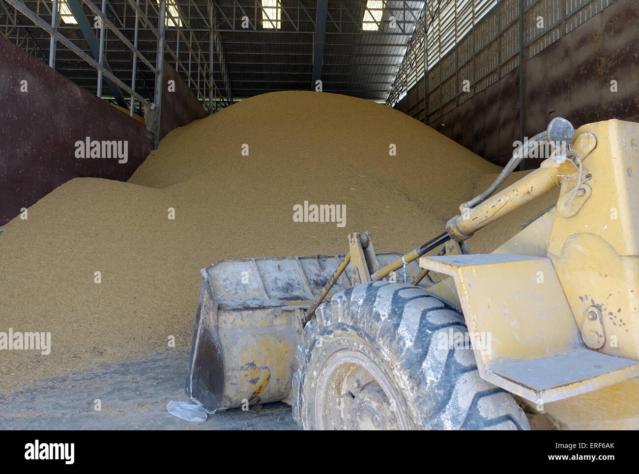 Sukhothai, Thailand. 24th Feb, 2015. Unhusked rice at a rice factory in ...