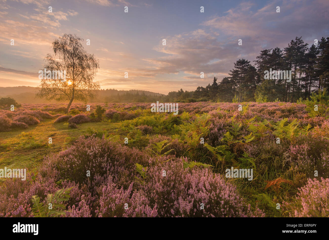New forest national park hi-res stock photography and images - Alamy