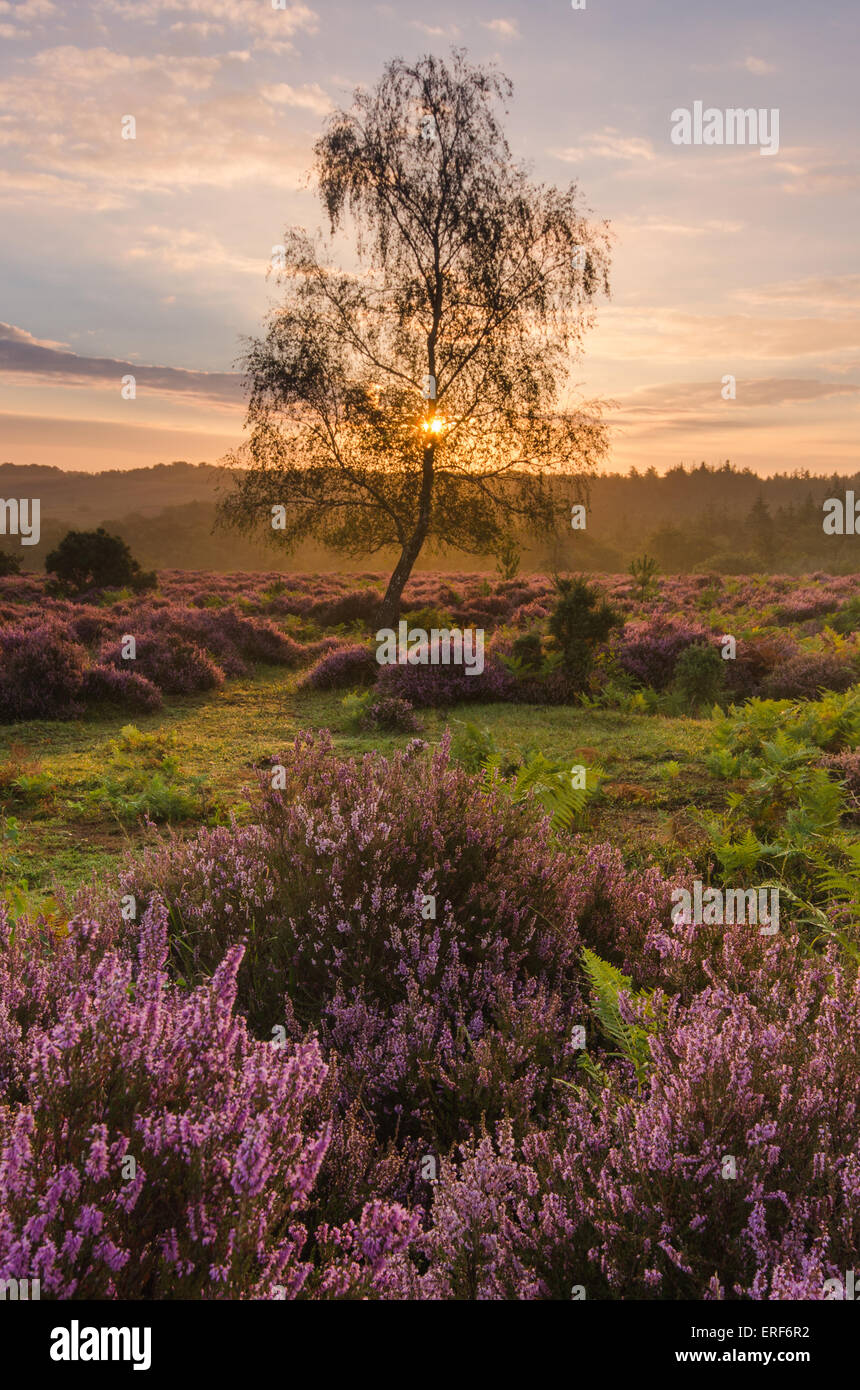 Healthland of New Forest National Park, Hampsire, England, UK Stock ...