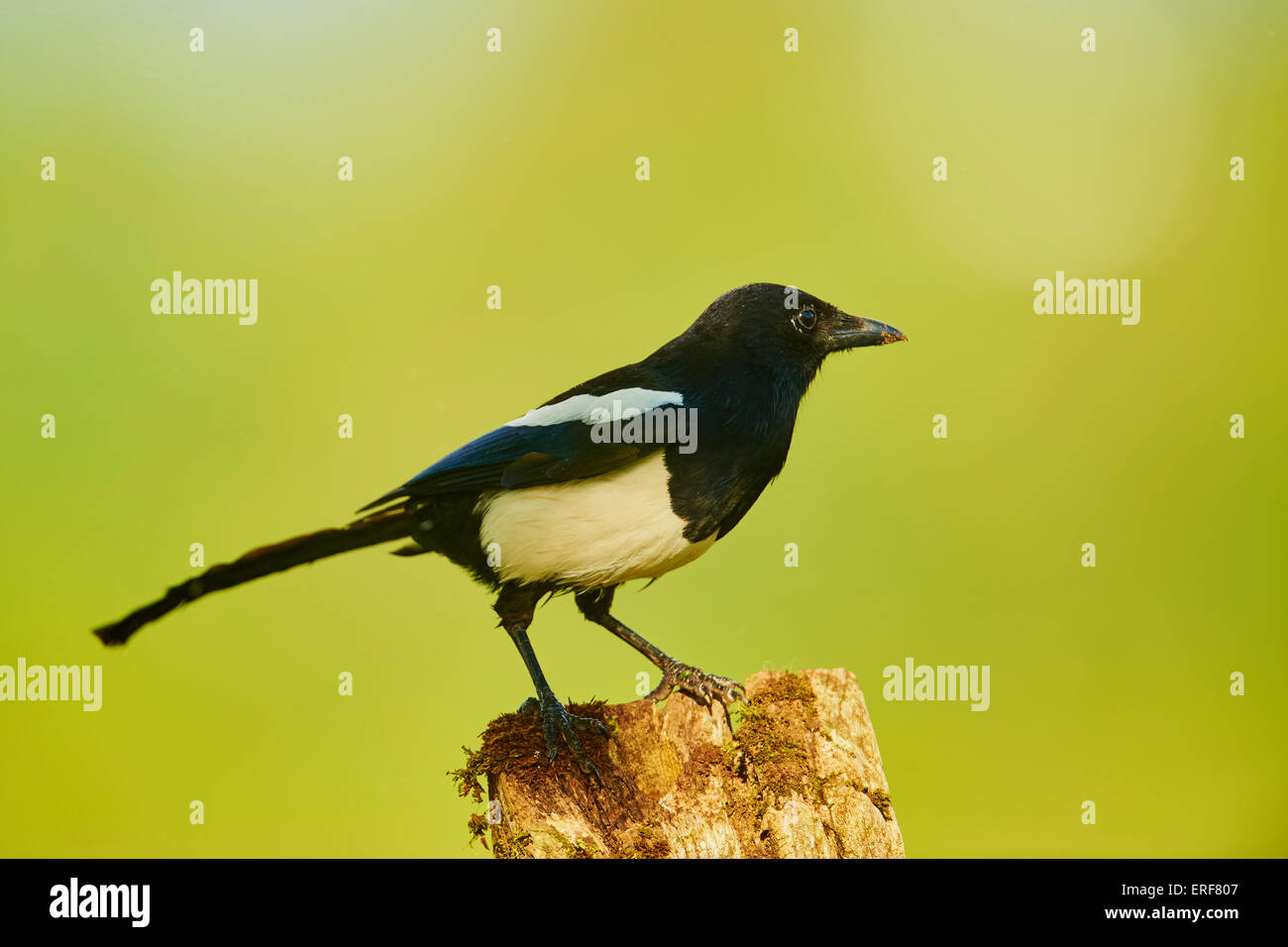 Common Magpie, Pica pica, Worcestershire, England, UK Stock Photo - Alamy