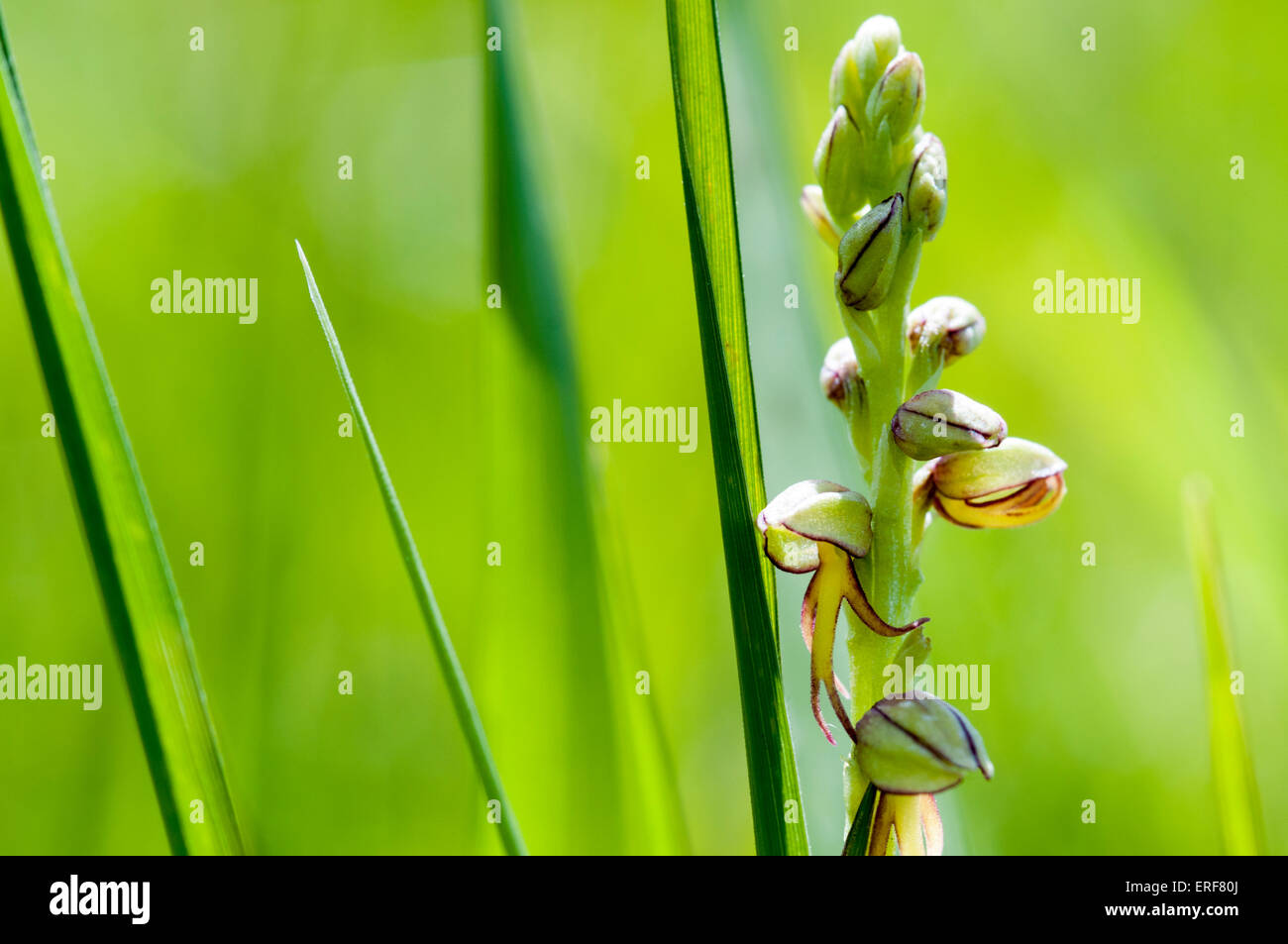 Close up of a Man Orchid flowers Stock Photo - Alamy