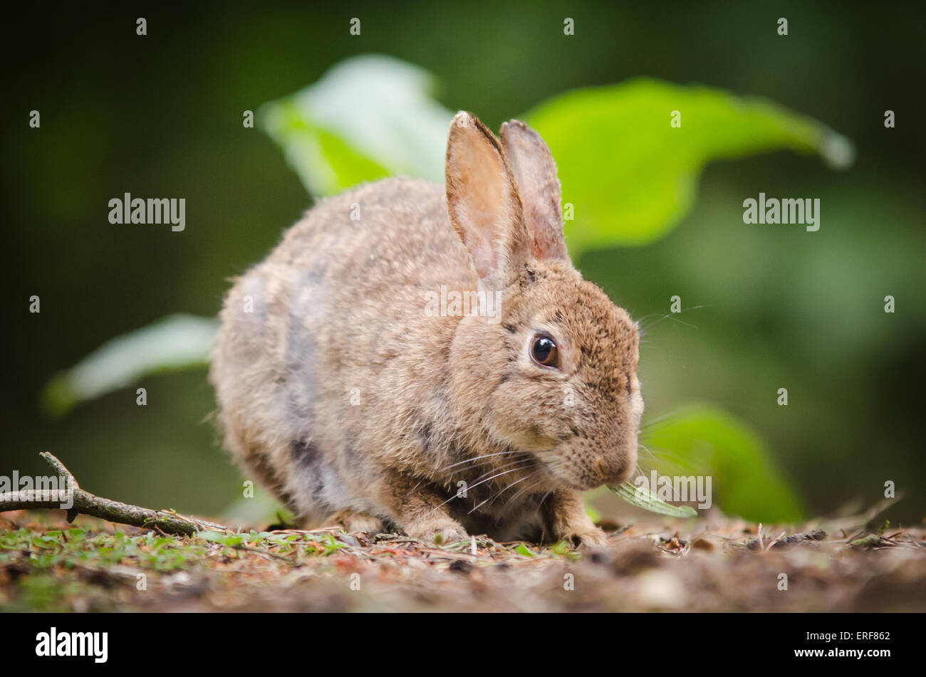 Rabbit at Centre Parcs, Elveden Forest, Midland, England, UK Stock ...