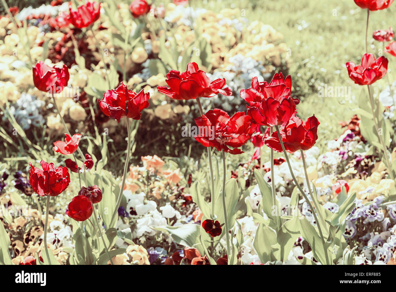 Retro Filter Of Spring Tulip Garden Stock Photo - Alamy