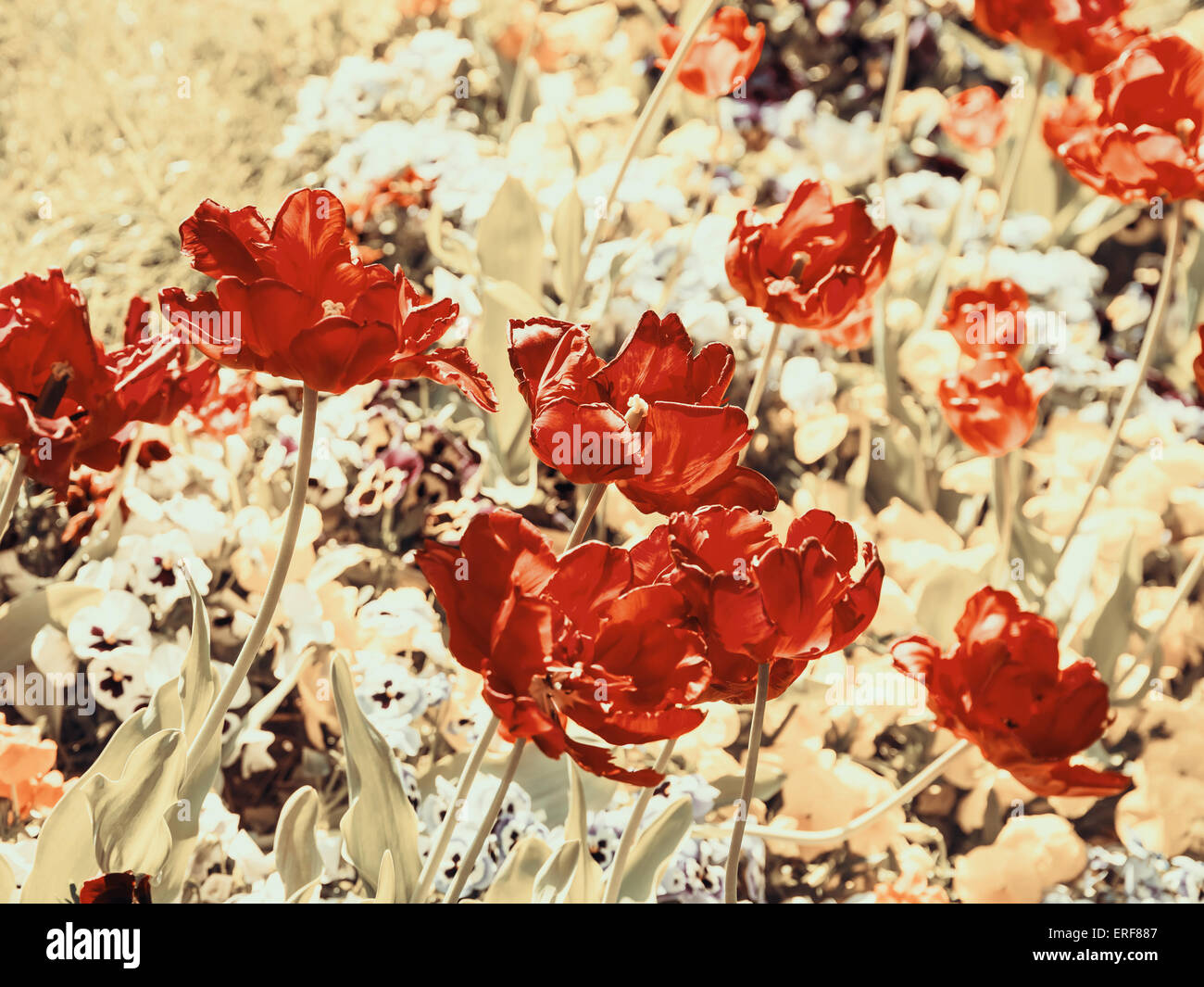 Retro Filter Of Spring Tulip Garden Stock Photo - Alamy