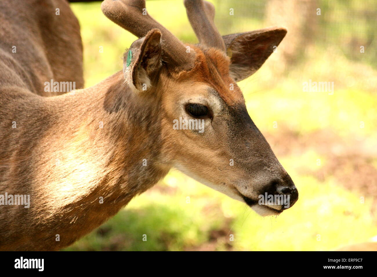 Small buck store