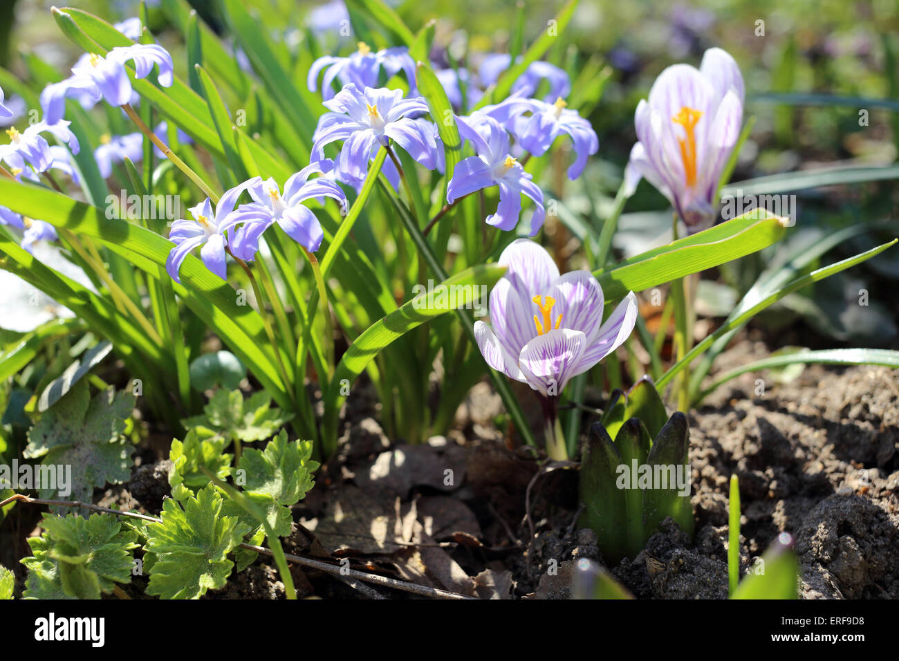 Crocus bloom flower hi-res stock photography and images - Alamy