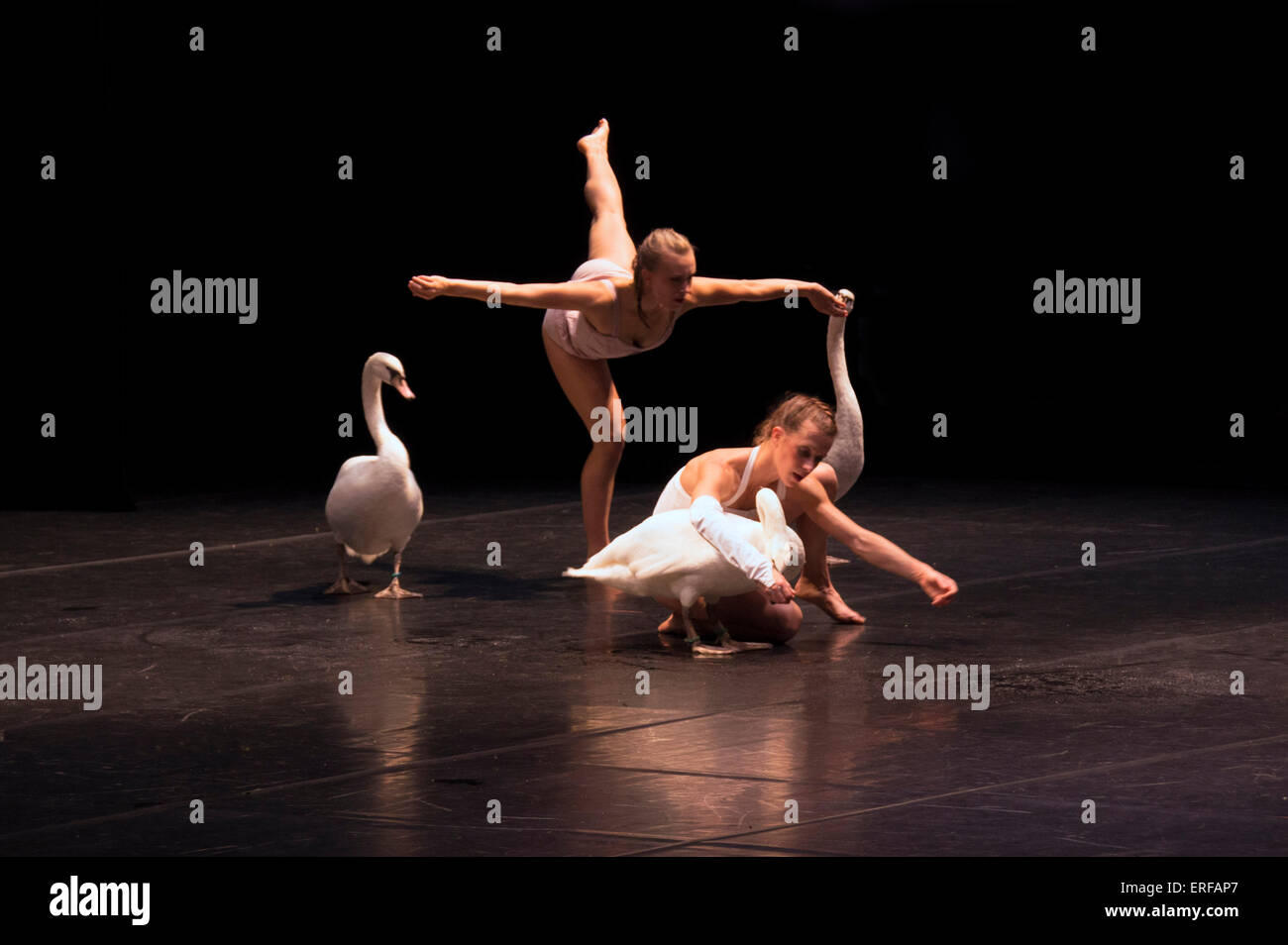 Swan', a creation for live swans and female dancers choreographed by ...