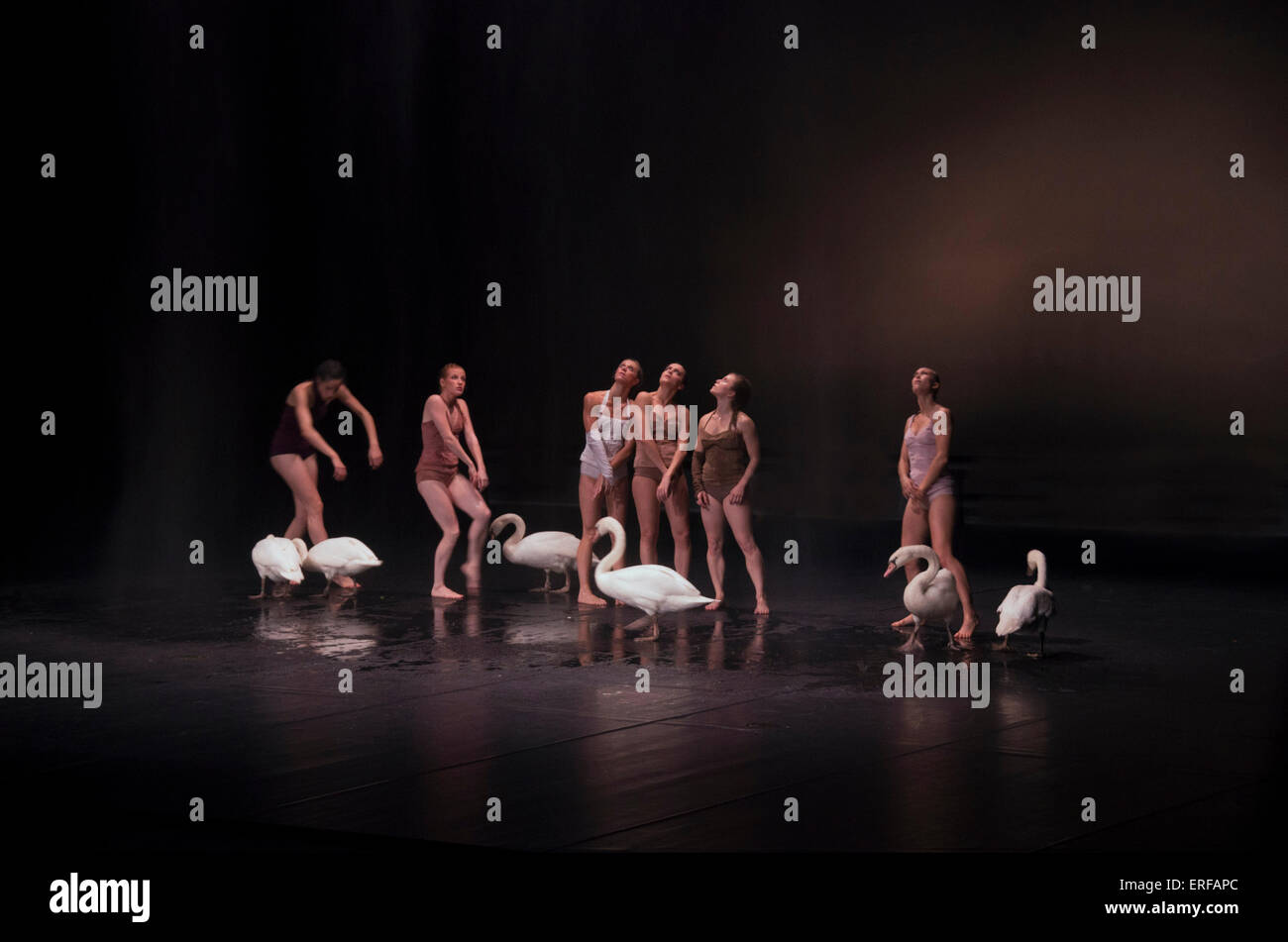 Swan', a creation for live swans and female dancers choreographed by ...