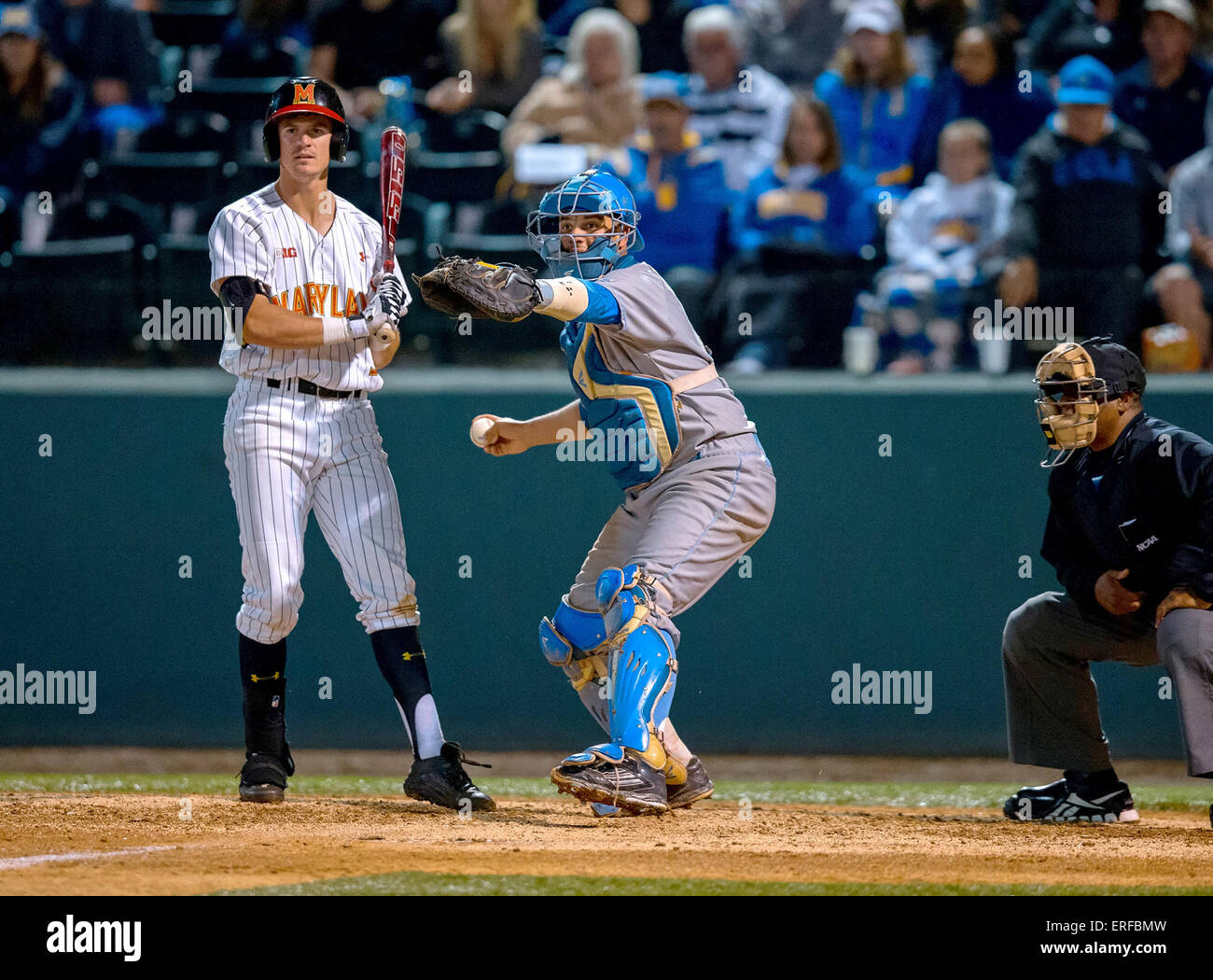Los Angeles, CA, USA. 01st June, 2015. UCLA catcher (31) Darrell Miller ...