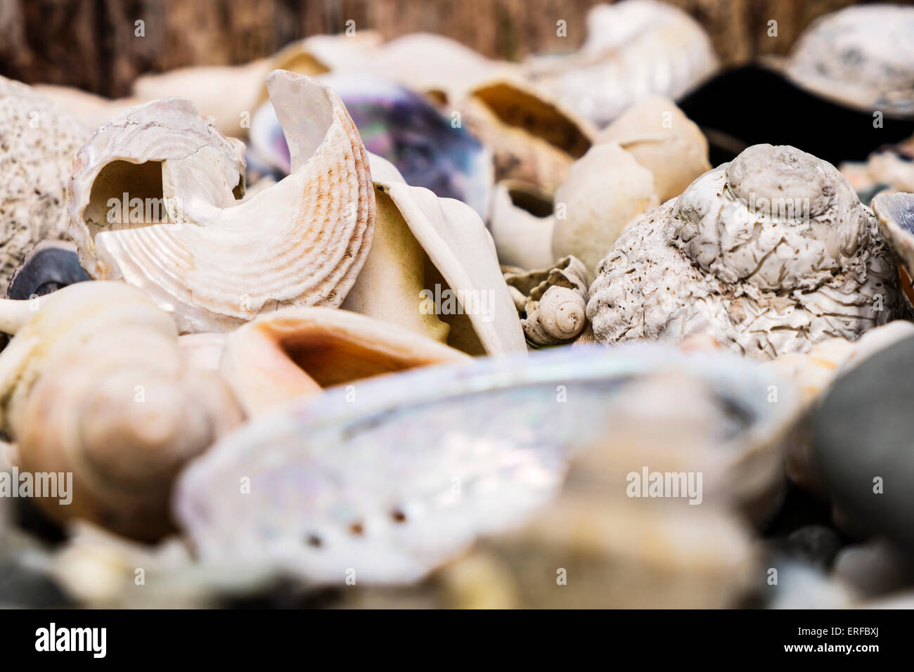 Collection of seashells Stock Photo - Alamy