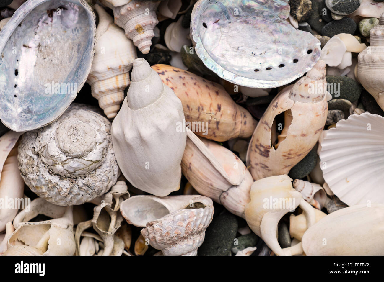 Collection of seashells Stock Photo - Alamy
