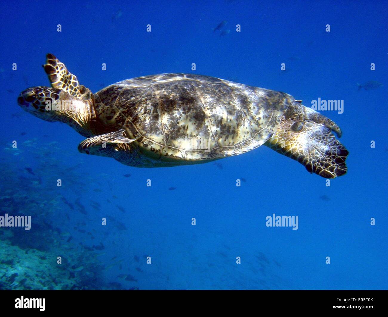 Green Sea Turtles Swimming