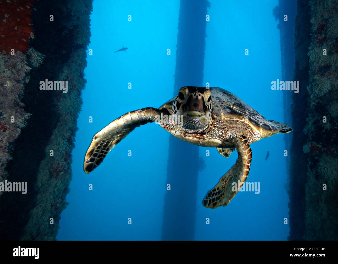 Green Sea Turtles Swimming Together