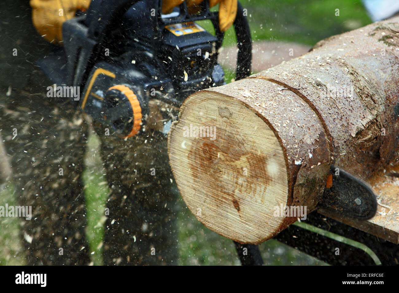 Using chainsaw cut tree hi-res stock photography and images - Alamy