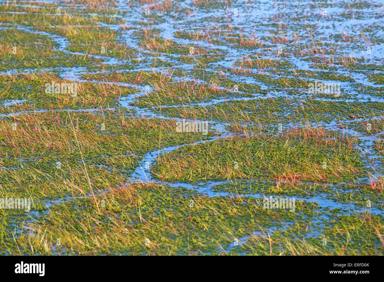 background of green algae and water on swamp Stock Photo - Alamy