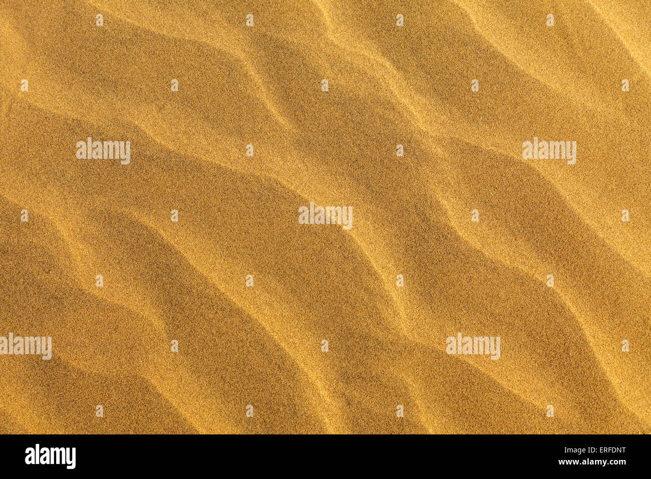Sandy pattern on a dune in the Thar desert, Rajasthan, India Stock ...