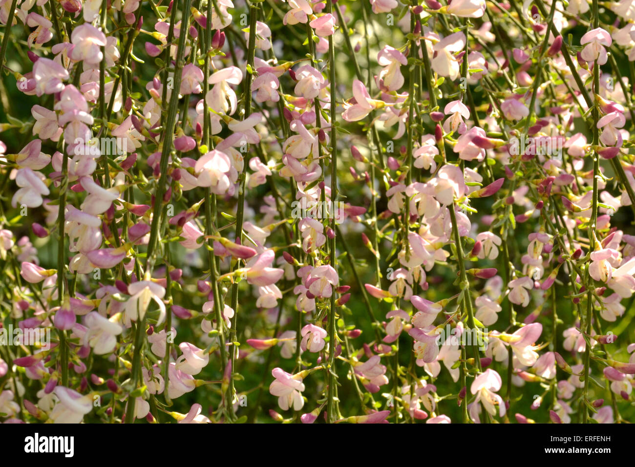 Summer Broome in flower Stock Photo - Alamy