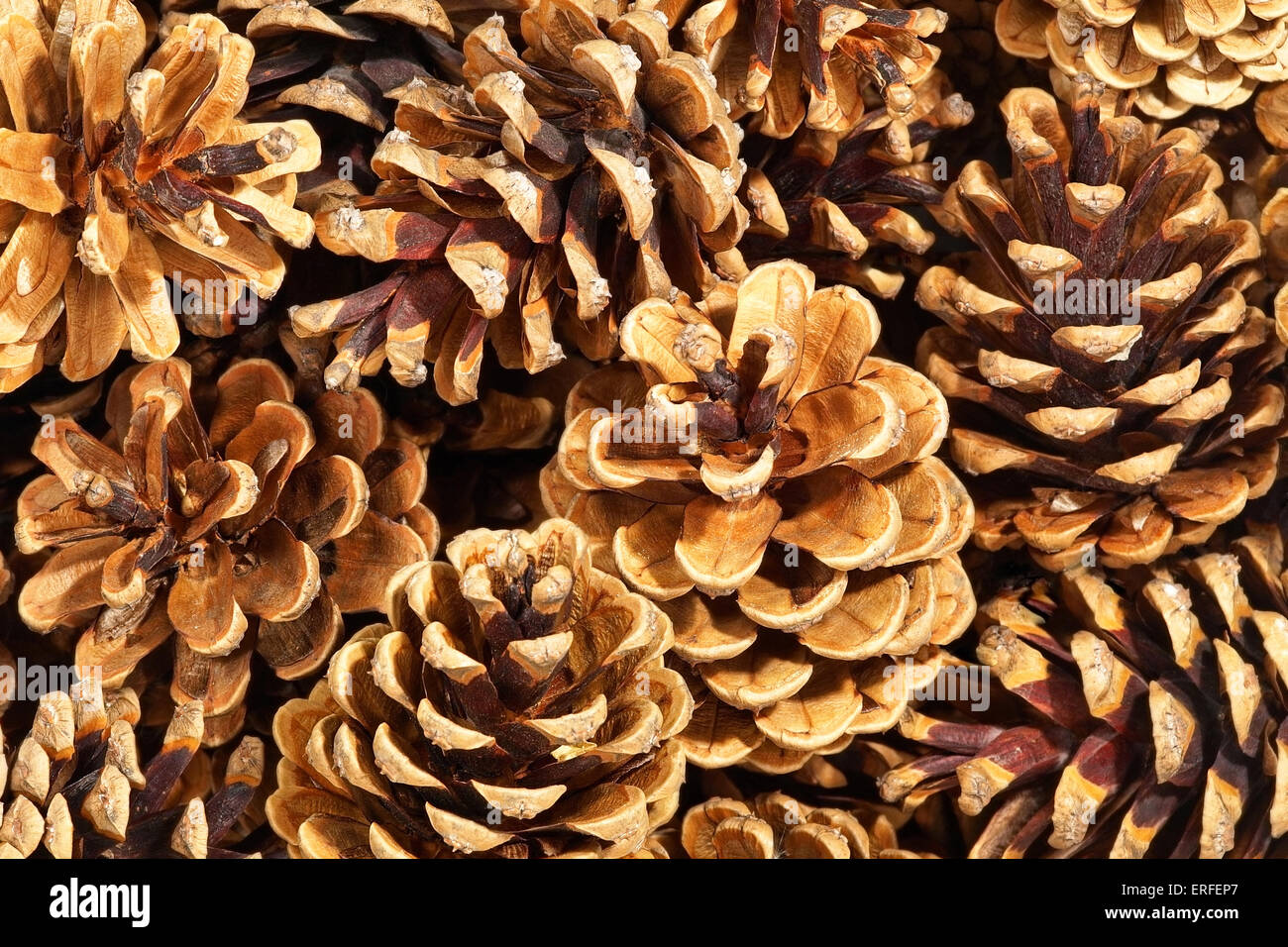 A lot fir cones taken closeup suitable as background Stock Photo - Alamy