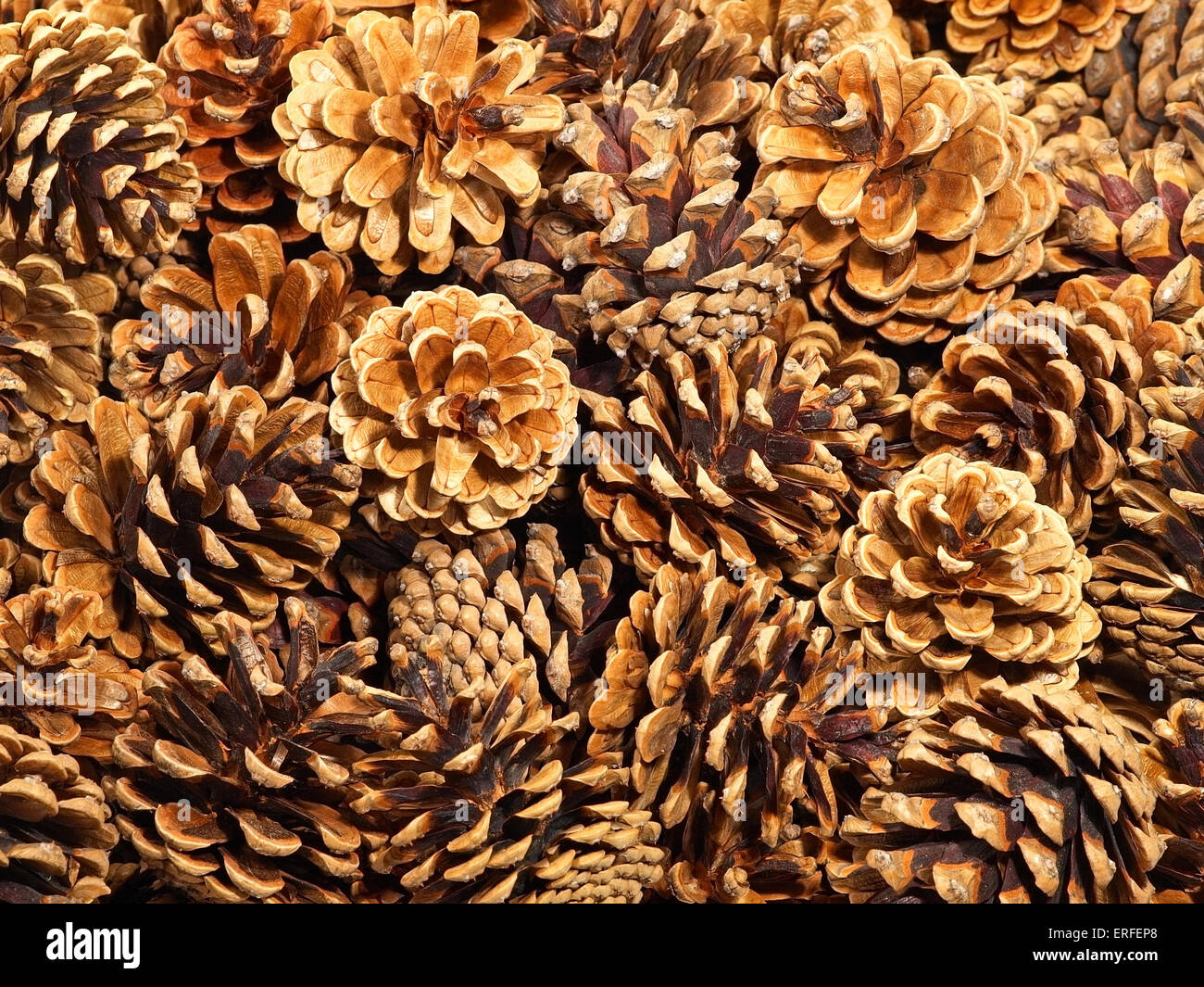 Fir cones taken closeup suitable as background Stock Photo - Alamy