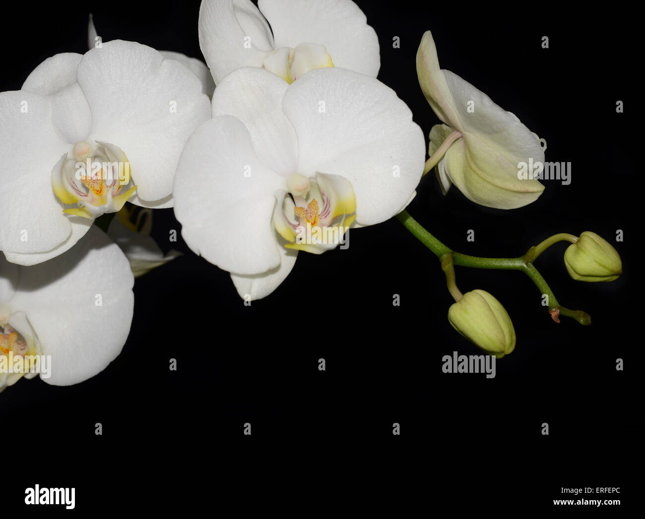 Orchid flower border design hi-res stock photography and images - Alamy