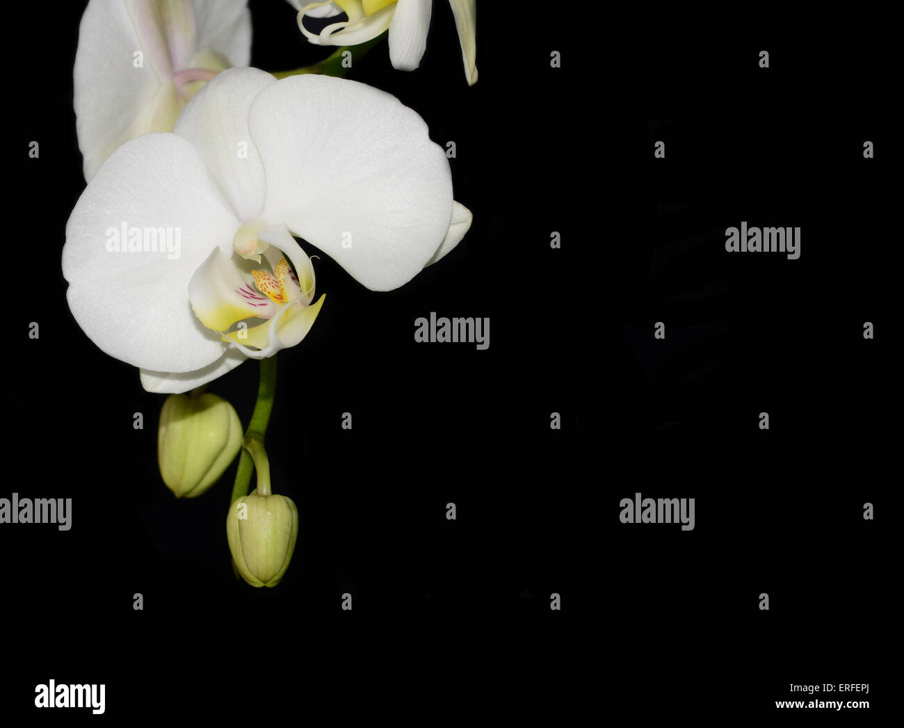 Orchid flower border design hi-res stock photography and images - Alamy