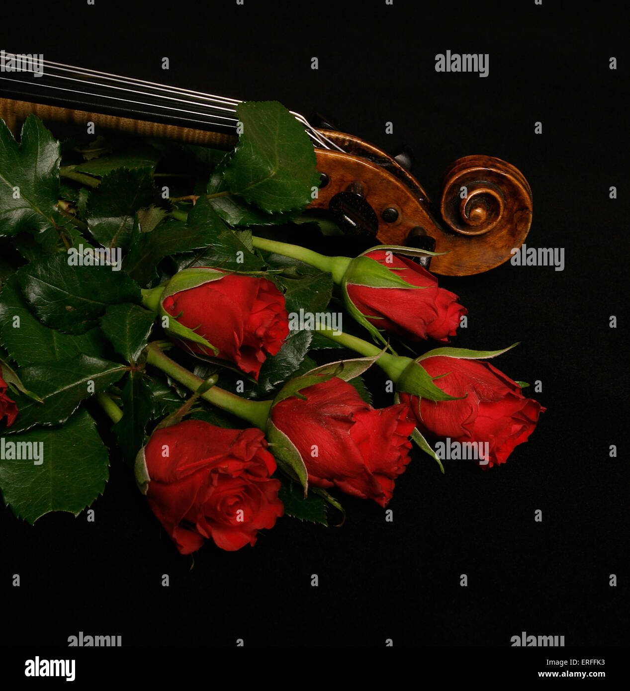 Violin with roses Stock Photo - Alamy