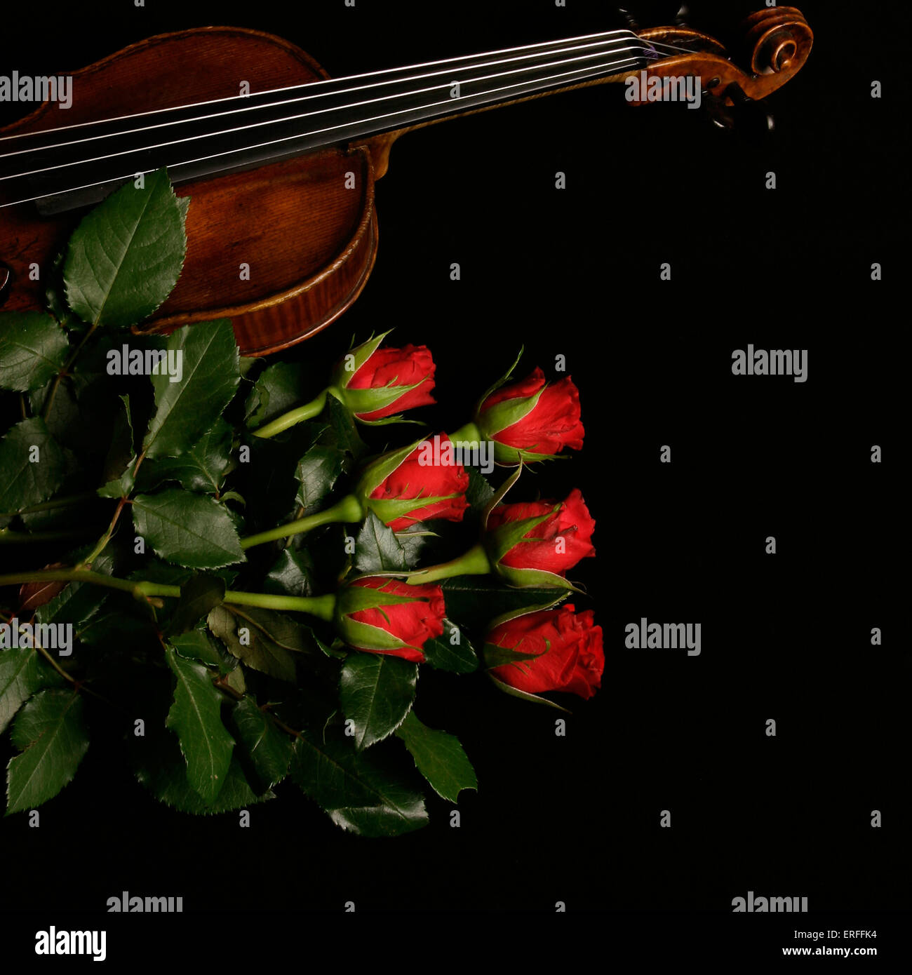 Violin with roses Stock Photo - Alamy