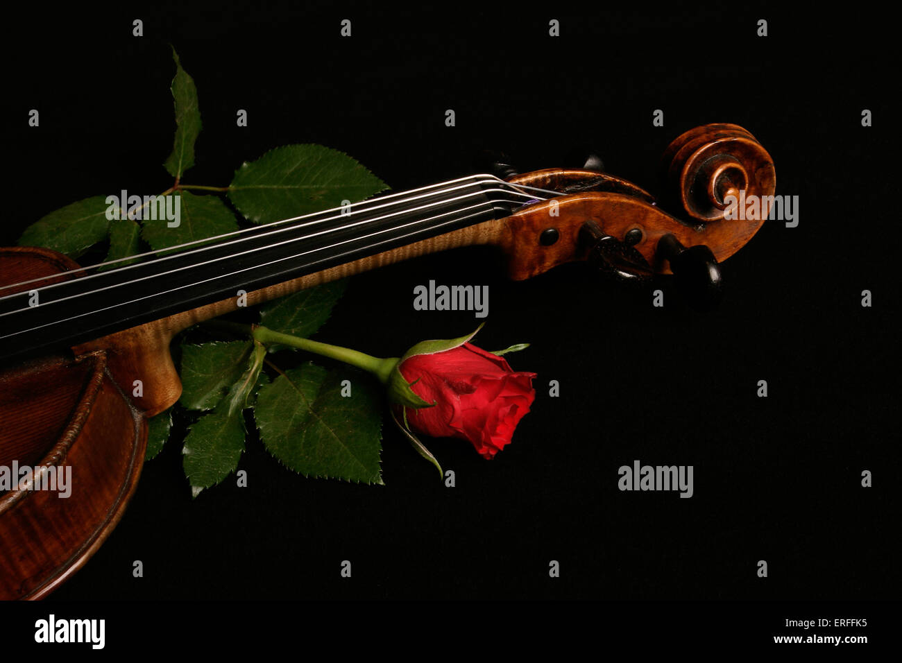 Violin with roses Stock Photo - Alamy