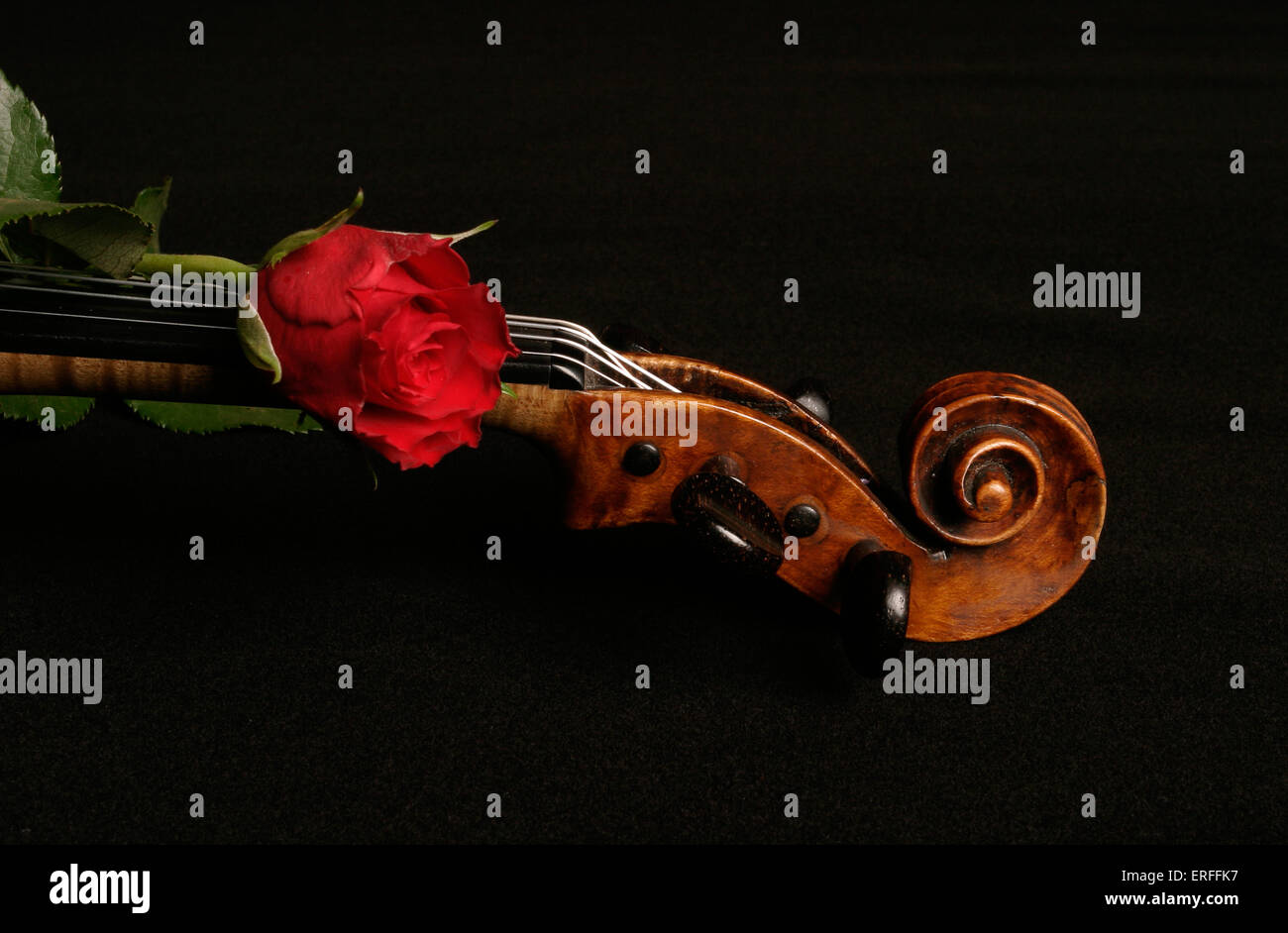 Violin with roses Stock Photo - Alamy