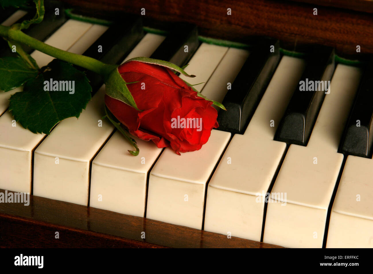 Rosebud on piano keys Stock Photo - Alamy