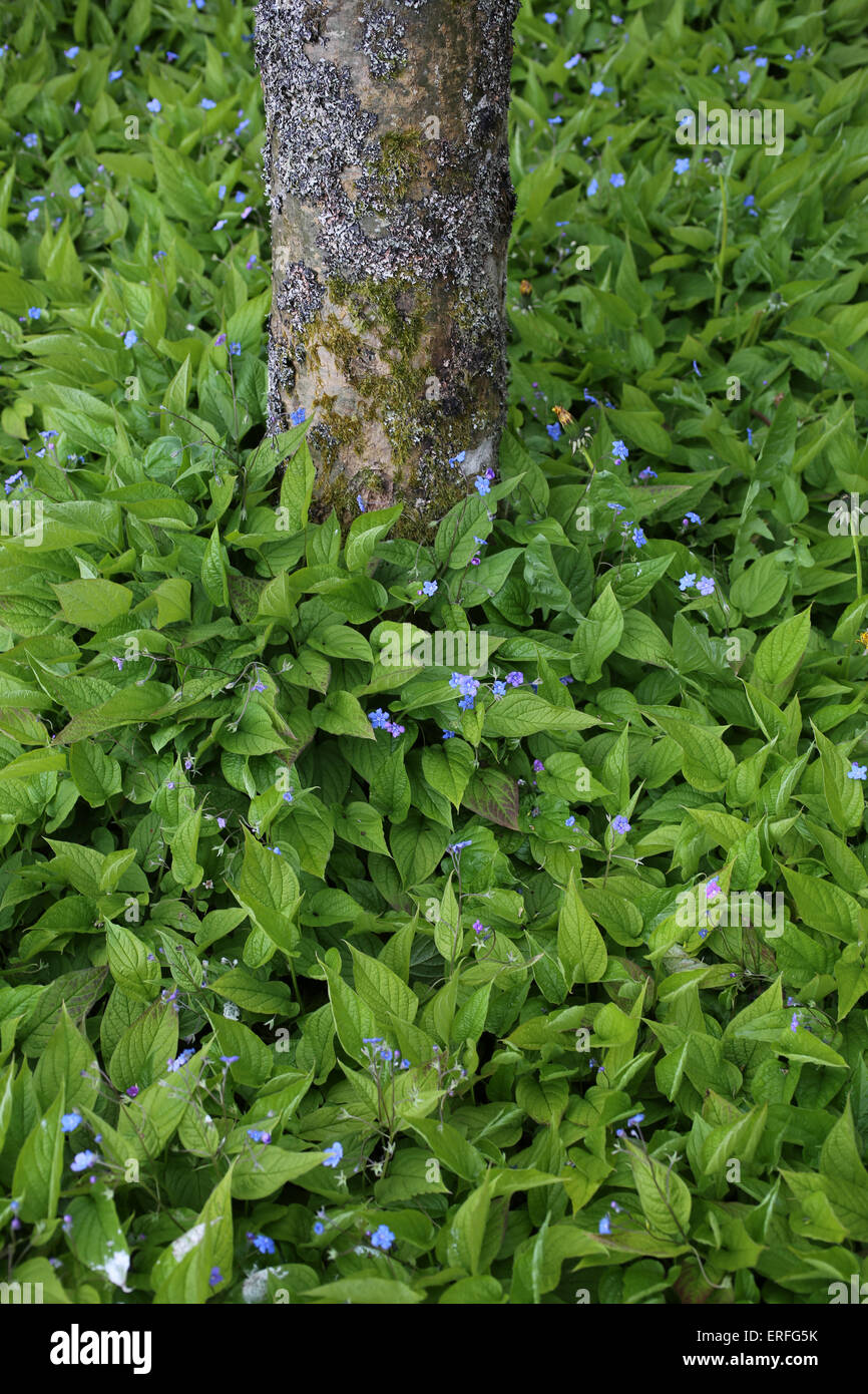 Cawdor Castle Flower Garden High Resolution Stock Photography and ...