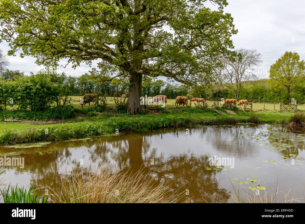 Highland pond hi-res stock photography and images - Alamy