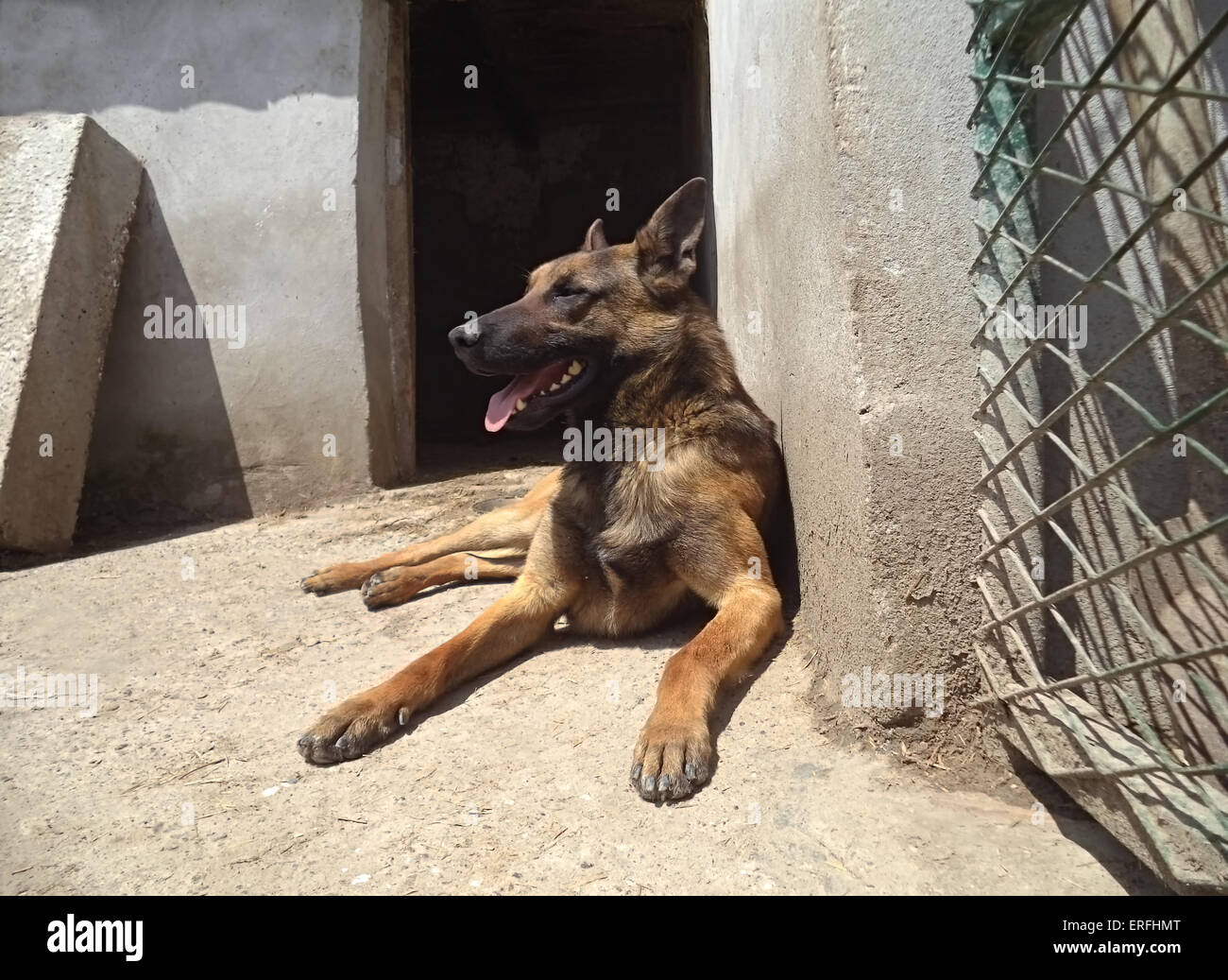 Guard dog teeth german shepherd portrait of german shepherd hi-res ...