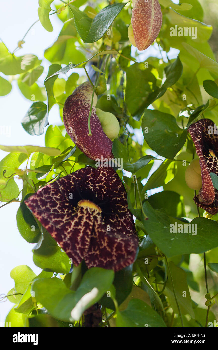 Dutchmans pipe hi-res stock photography and images - Alamy