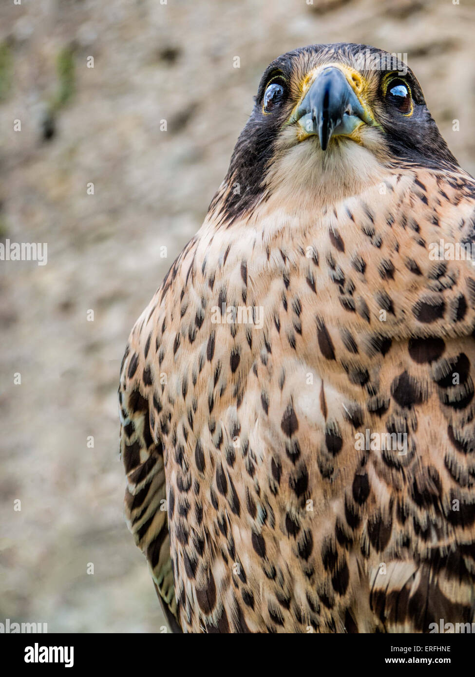 Hawk peregrine peregrine falcon hi-res stock photography and images - Alamy