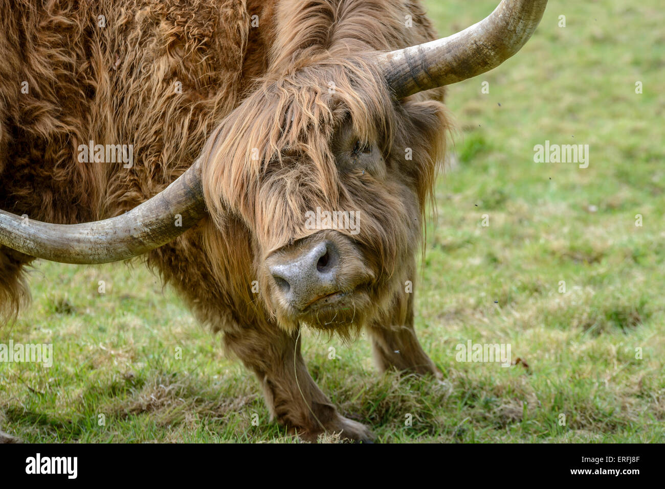 Shaggy long horned cattle hi-res stock photography and images - Alamy