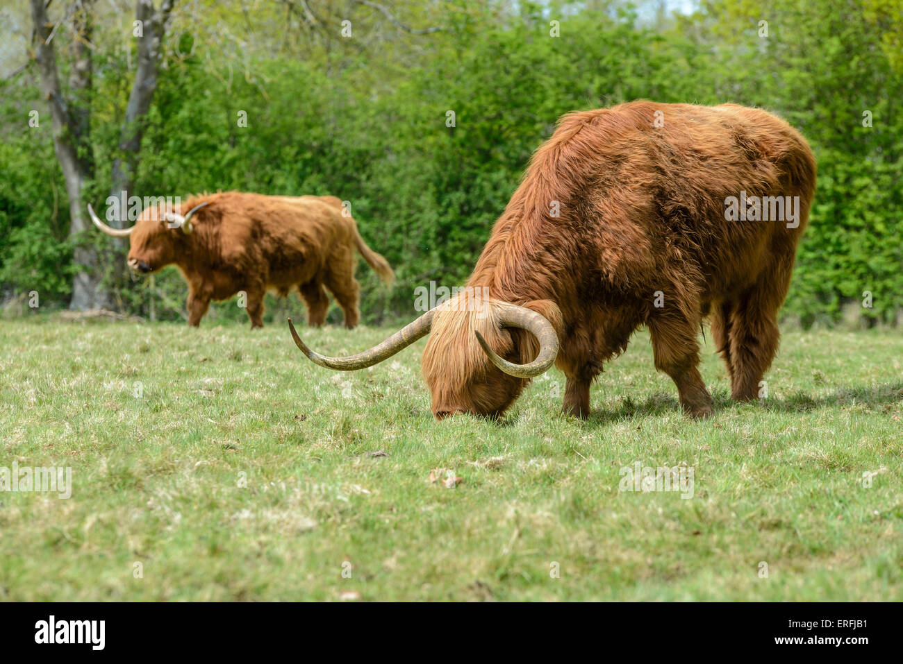 Highland cattle, England, UK Stock Photo - Alamy