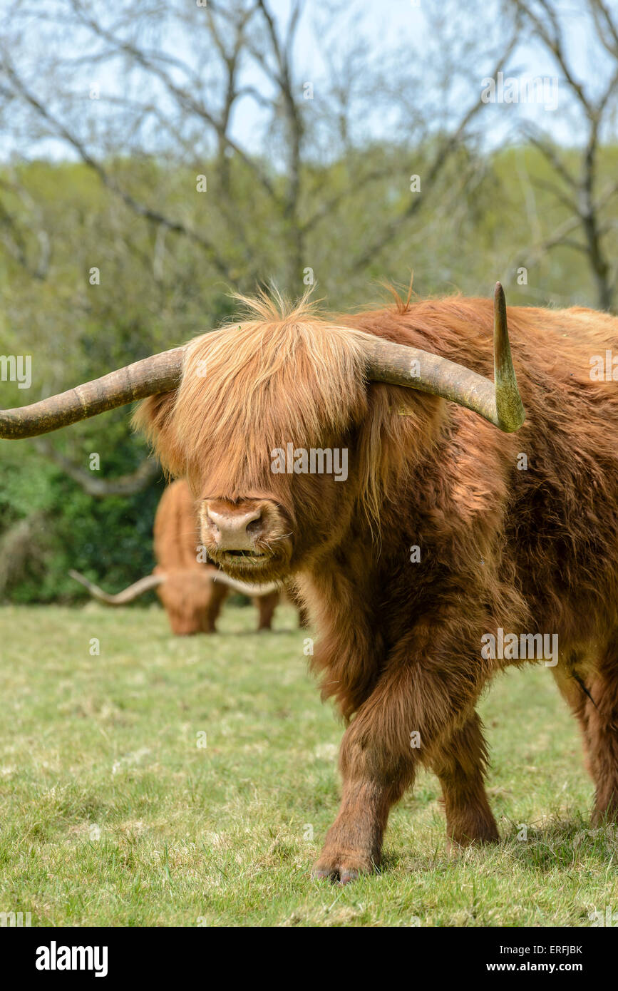 Highland cattle, England, UK Stock Photo - Alamy