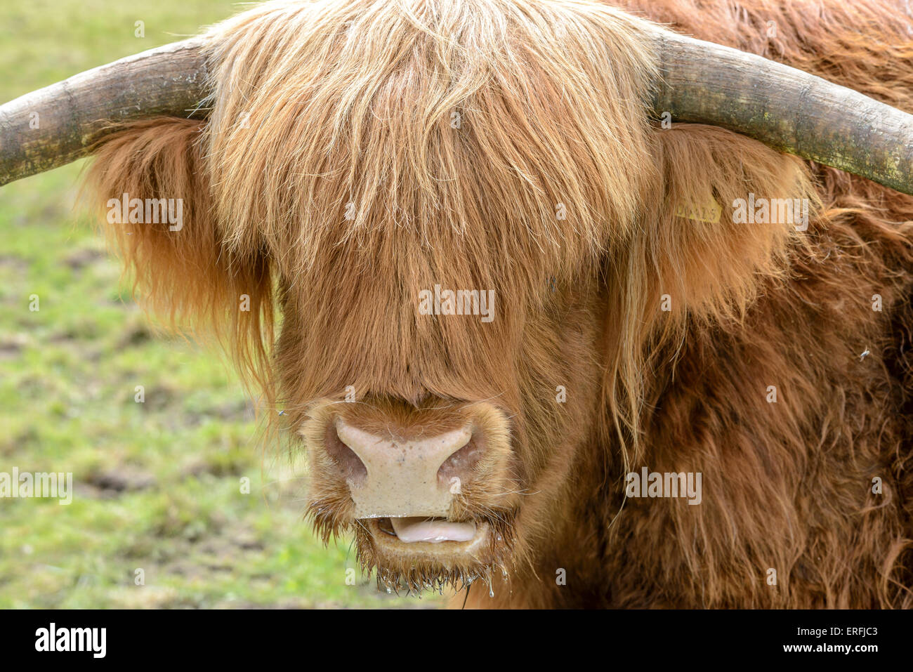 West Highland Cattle High Resolution Stock Photography and Images - Alamy